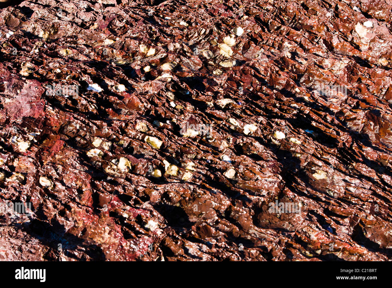 Wet rocks with shellfish shells Stock Photo - Alamy