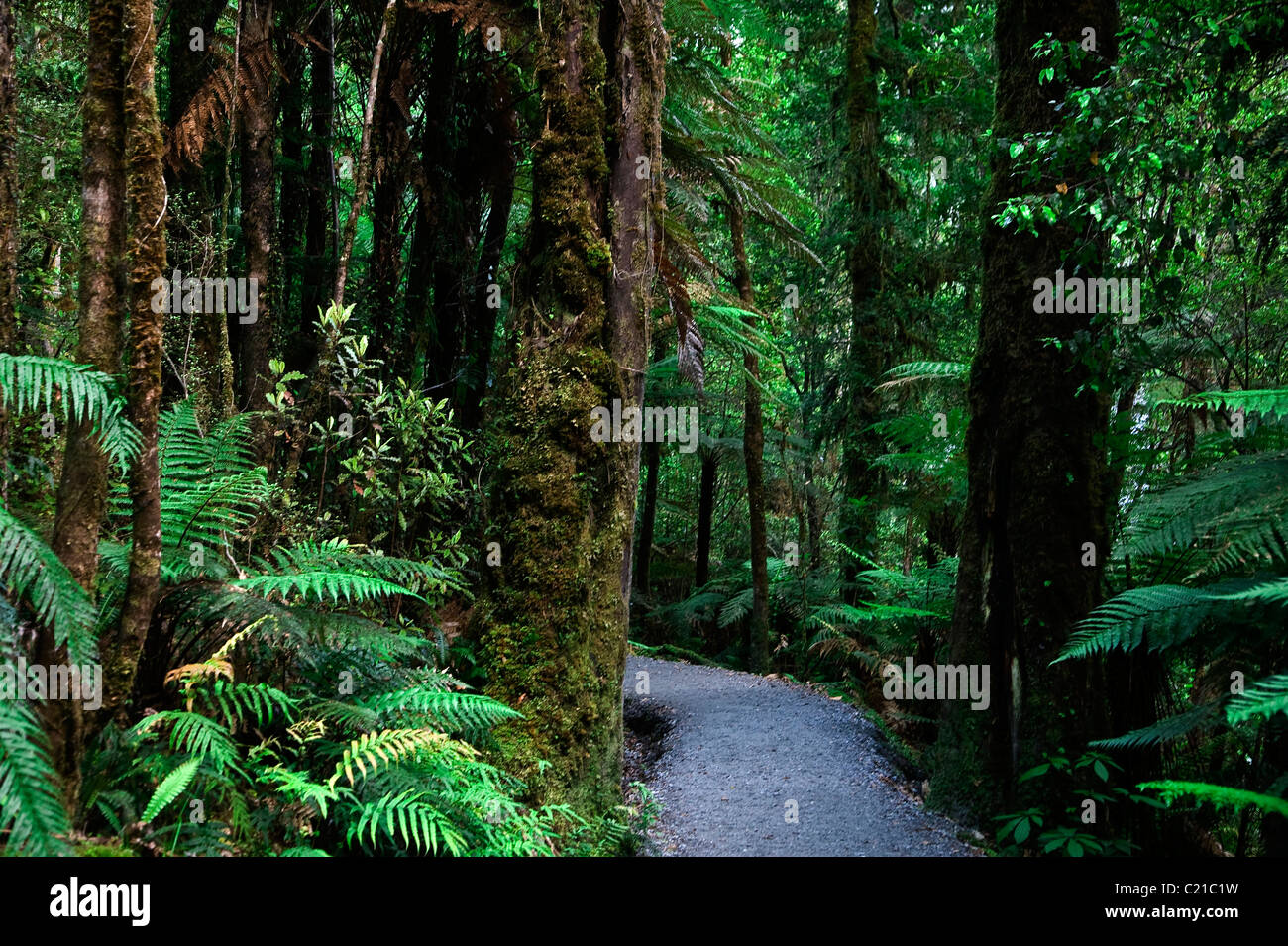 Track in Forest near Lake Matheson New Zealand Stock Photo - Alamy