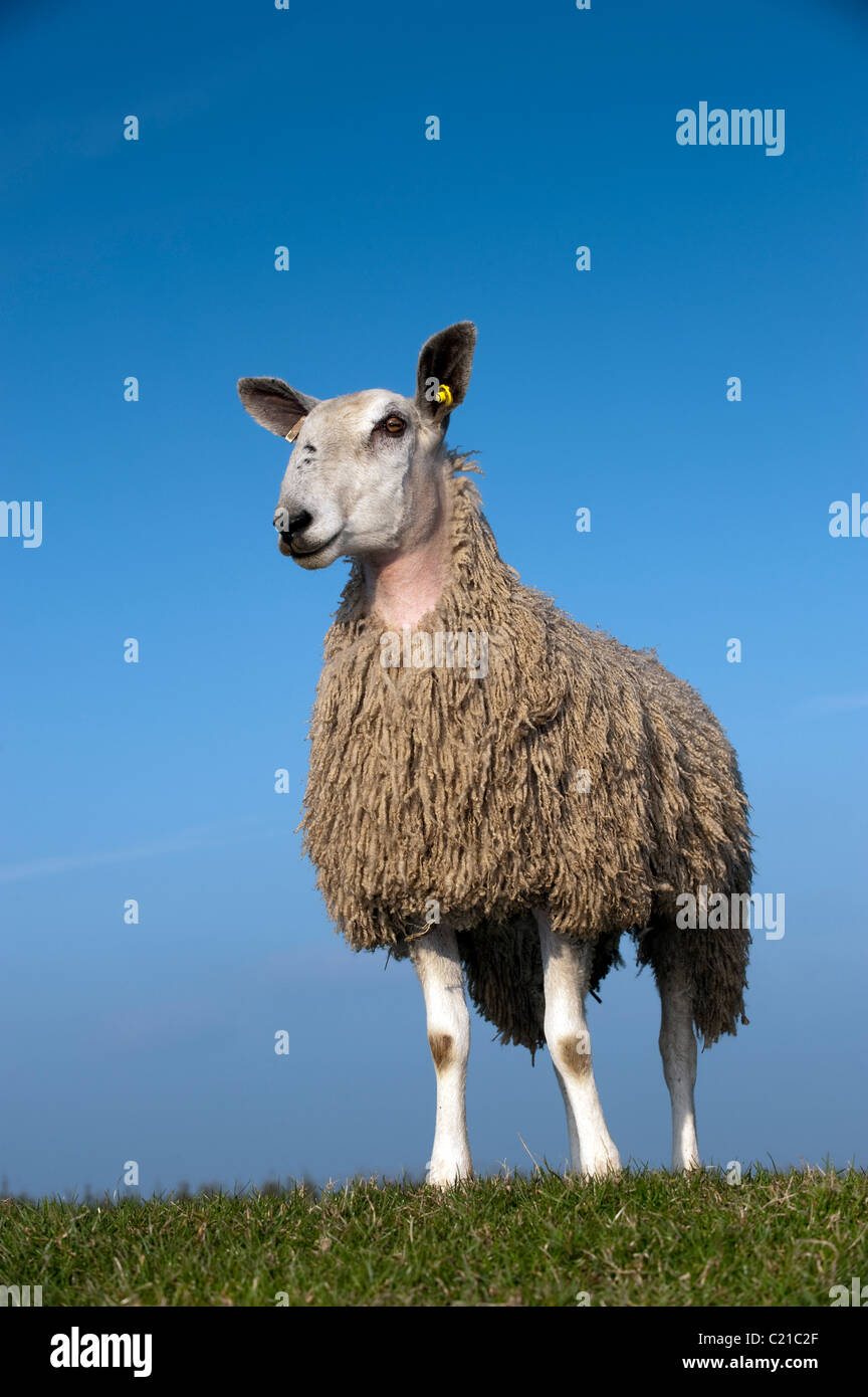 Blueface hi-res stock photography and images - Alamy