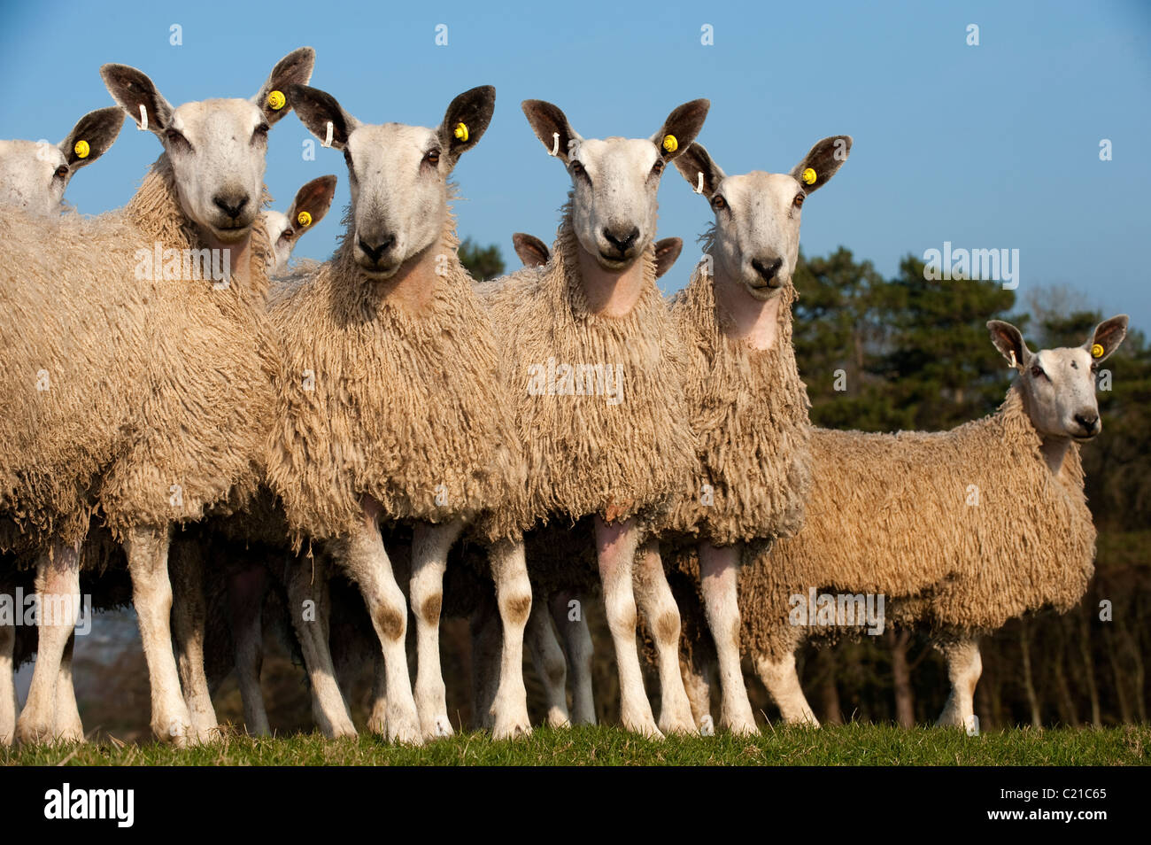 Bluefaced Leicester Sheep Stock Photos & Bluefaced Leicester Sheep ...