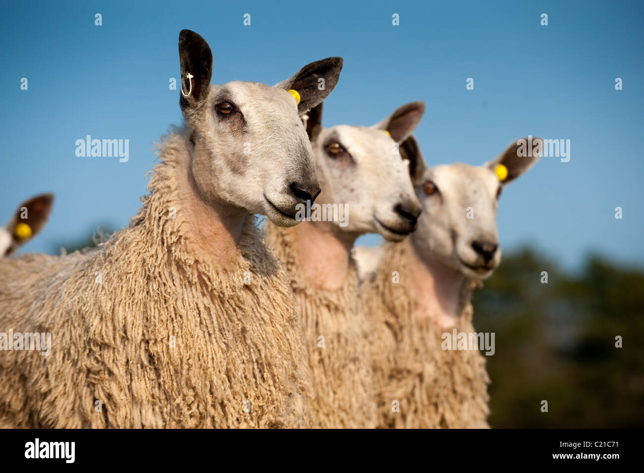 Bluefaced Leicester Sheep Stock Photos & Bluefaced Leicester Sheep ...