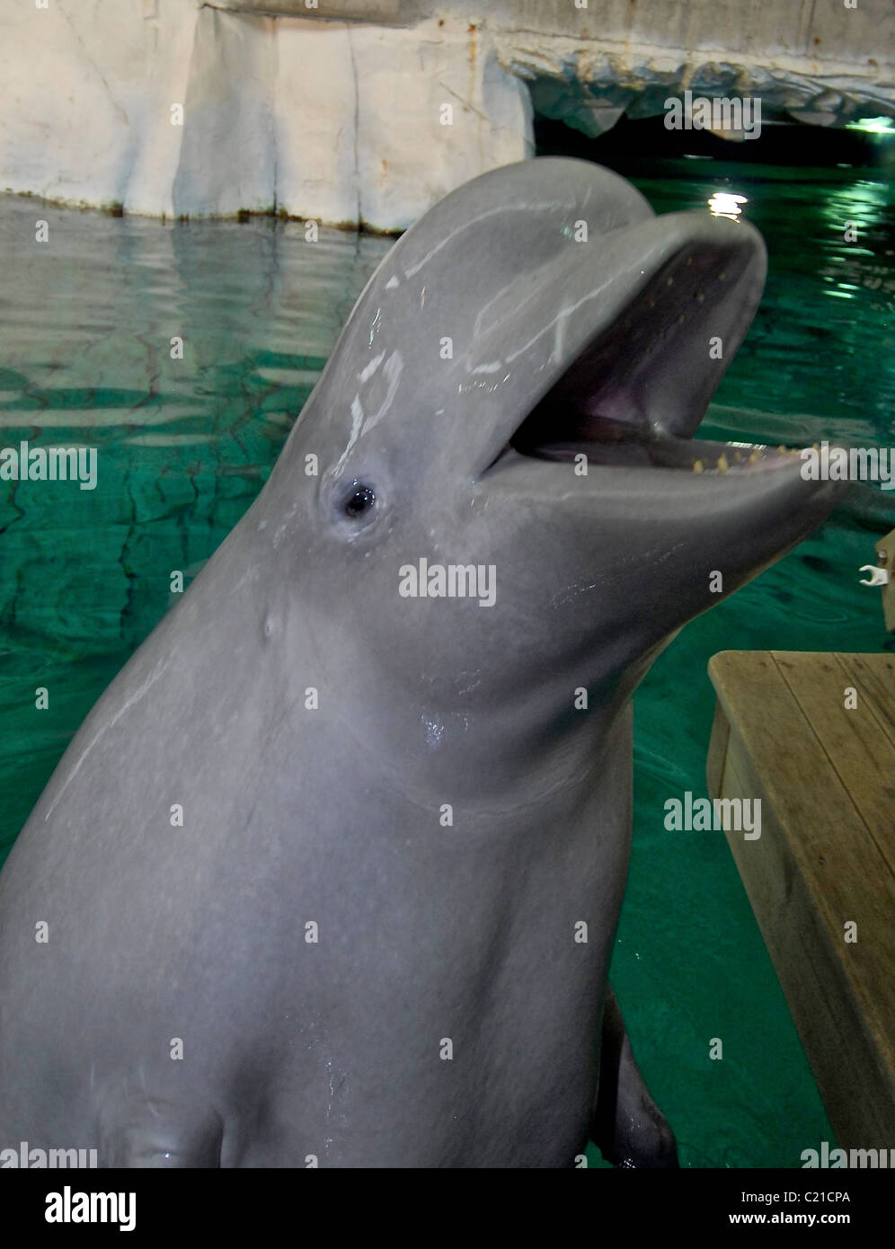Beluga at Oceanographic Aquarium. Valencia. Spain. Europe Stock Photo ...