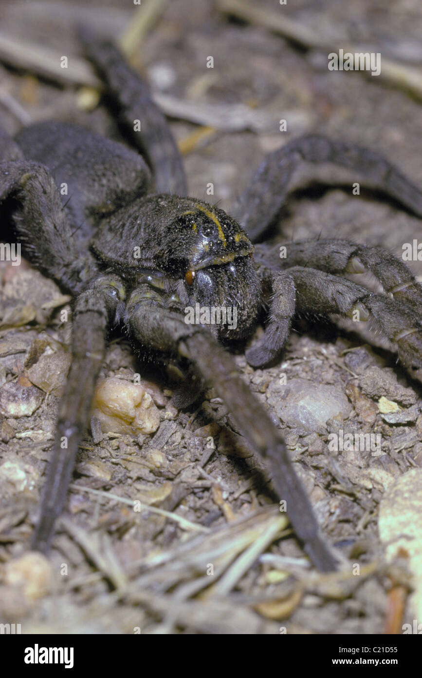 Close up of Wolf spider (Lycosidae) on ground near Morrison, Colorado ...