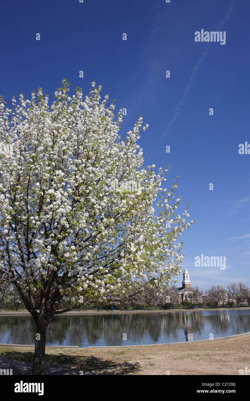 Dogwood tree hi-res stock photography and images - Alamy