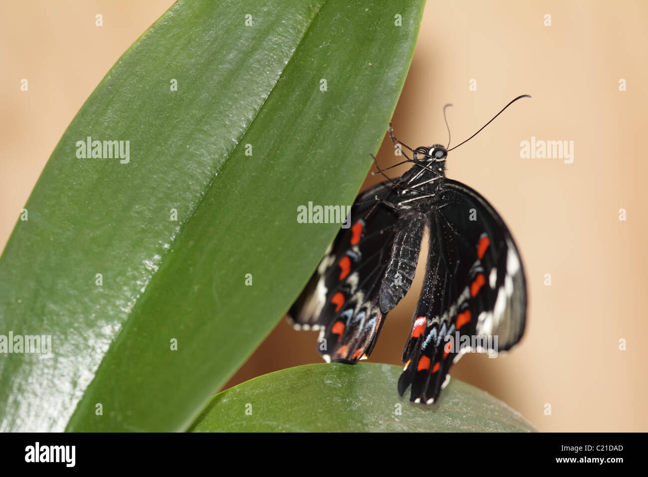 Australian black orchard swallowtails hi-res stock photography and ...