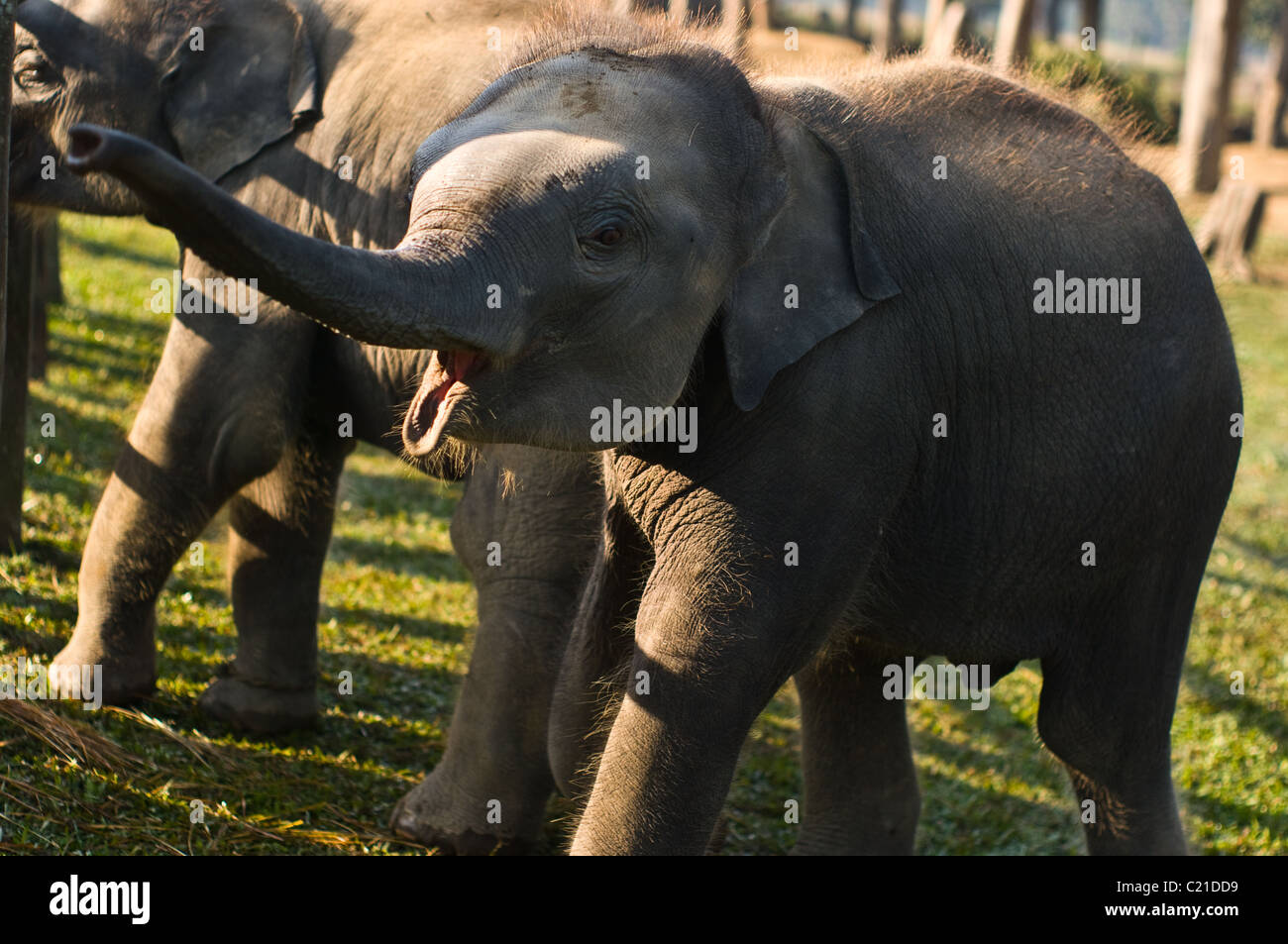 One-year elephant calf Stock Photo - Alamy