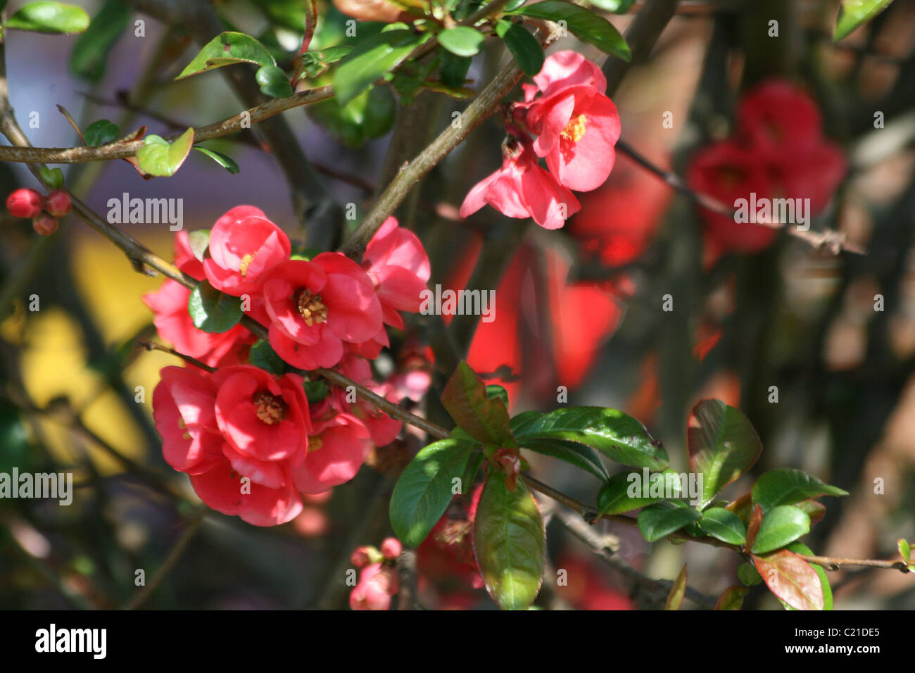 pink flowering quince(japonica Stock Photo - Alamy