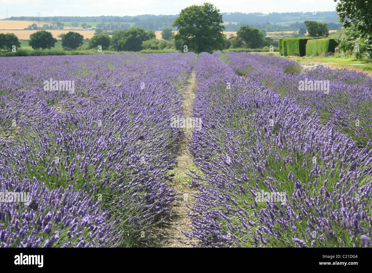 beautiful British lavender fields Stock Photo - Alamy