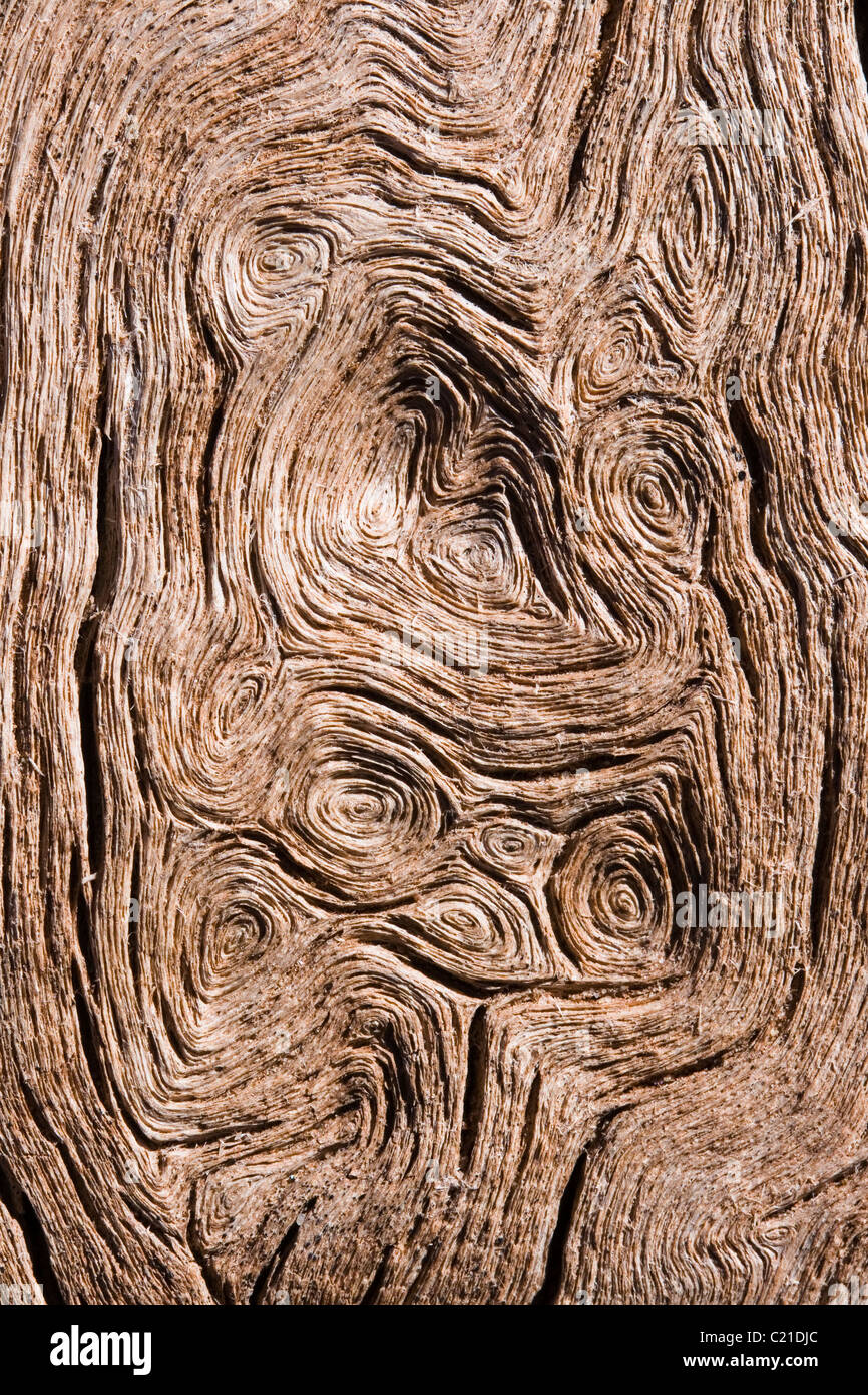 circular wood grain macro from a weathered cottonwood trunk Stock Photo ...