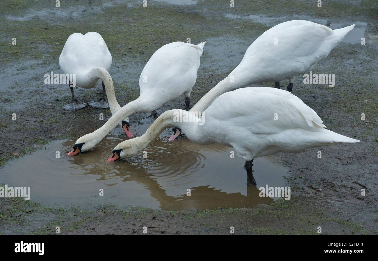 Bird drinking rainwater puddle hi-res stock photography and images - Alamy