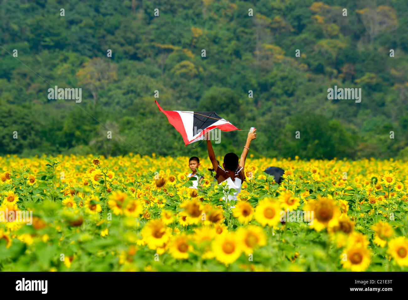 boys flying kites , sunflower fields of lopburi and saraburi, central ...