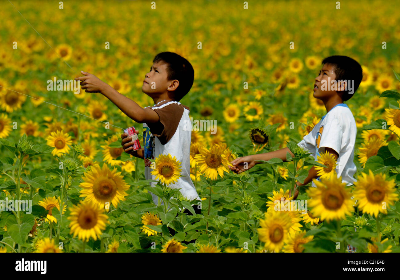boys flying kites , sunflower fields of lopburi and saraburi, central ...