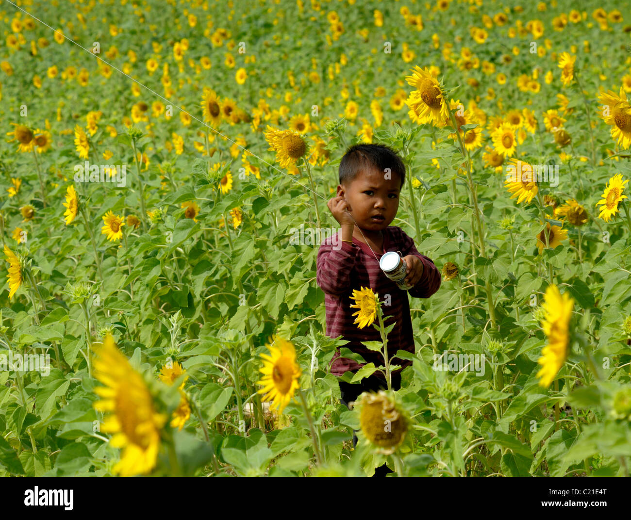 young boy flying his kite , sunflower fields of lopburi and saraburi ...