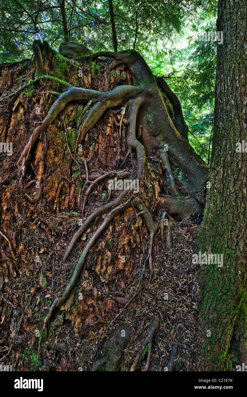 Old tree roots wrapped around hi-res stock photography and images - Alamy