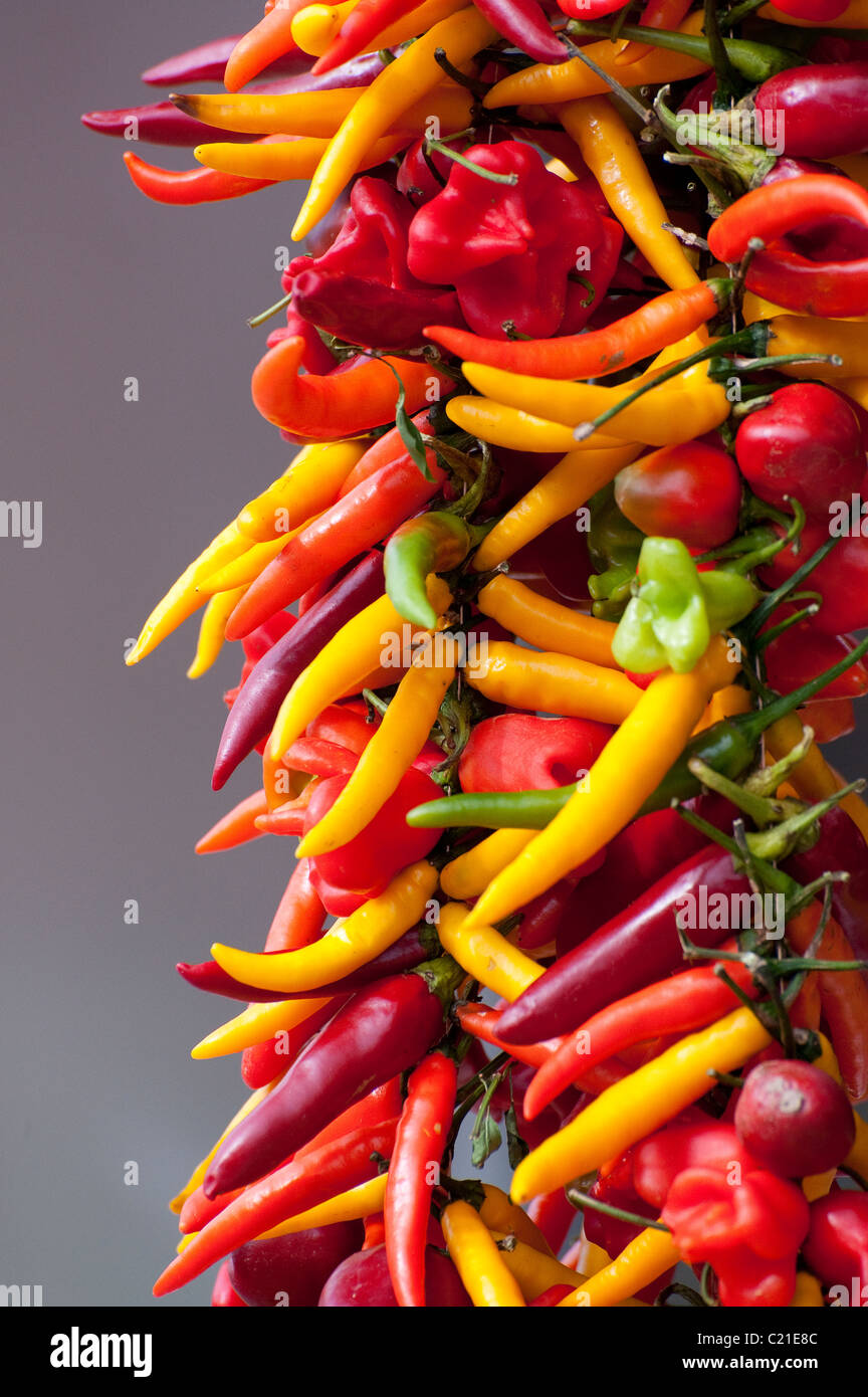 Strings of colourful chillies hanging in a market in Alcudia, Spain ...