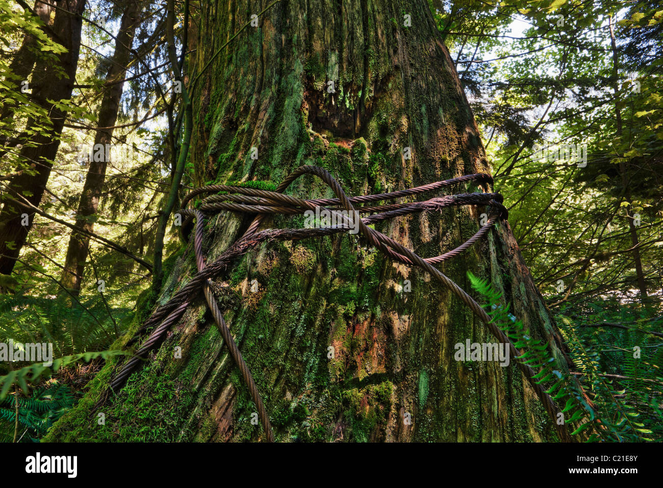 An old growth tree stump bound up by a rusting steel cable Stock Photo ...