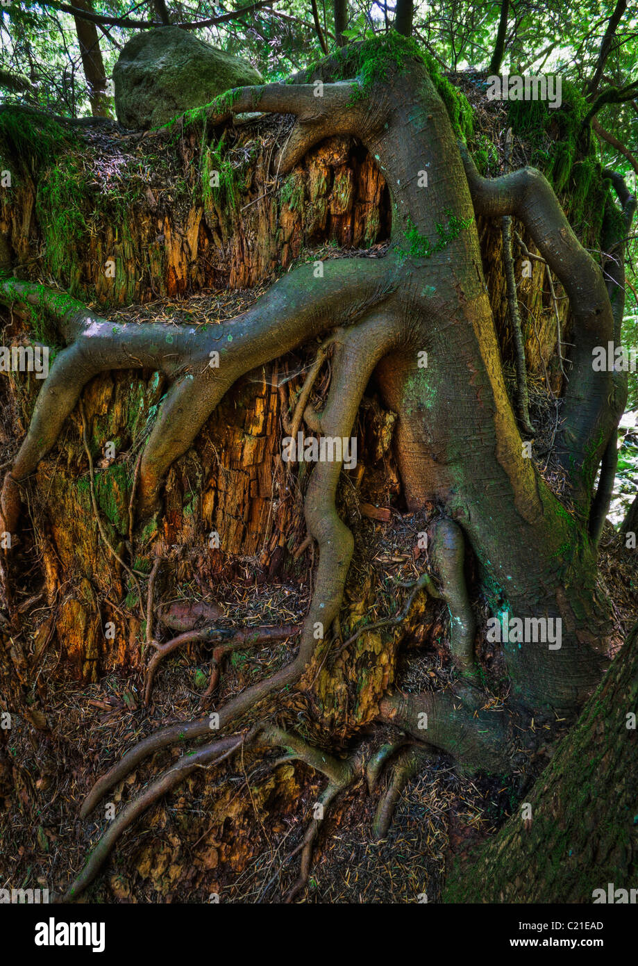 Roots of a tree clinging to and wrapped around an old deteriorating ...