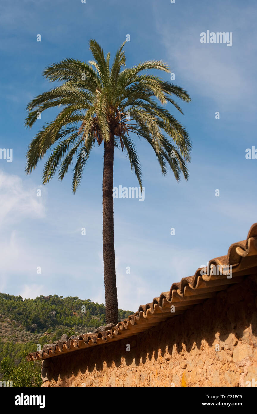 Beautiful palm tree standing against a bright blue sky in Mallorca ...