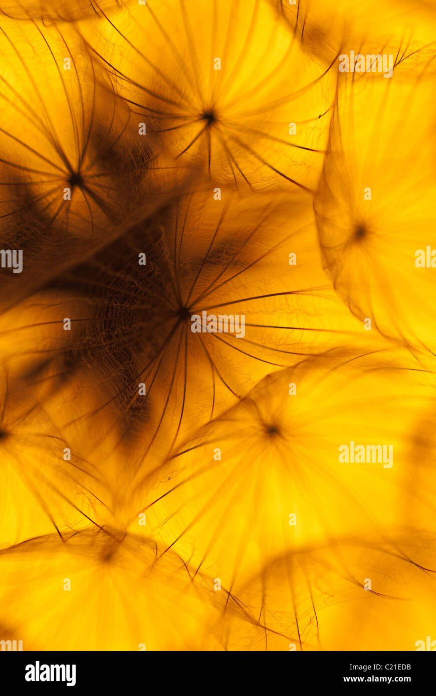 dandelion seed head time clock wind dispersal Stock Photo - Alamy