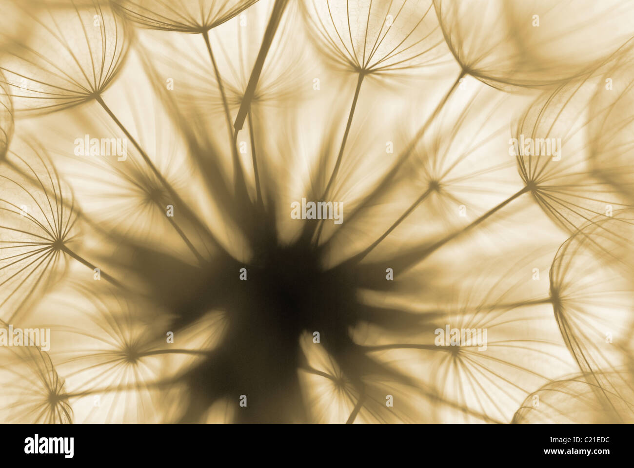 dandelion seed head time clock wind dispersal Stock Photo - Alamy