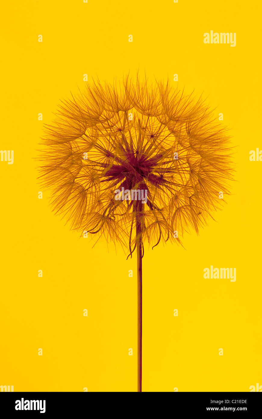 dandelion seed head time clock wind dispersal Stock Photo - Alamy