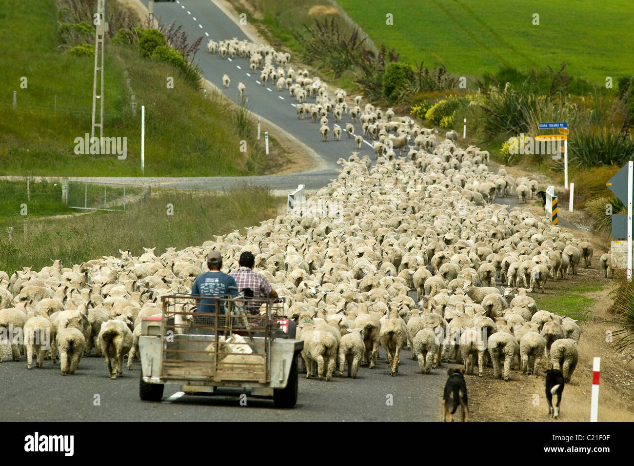 New zealand sheep road hi-res stock photography and images - Alamy