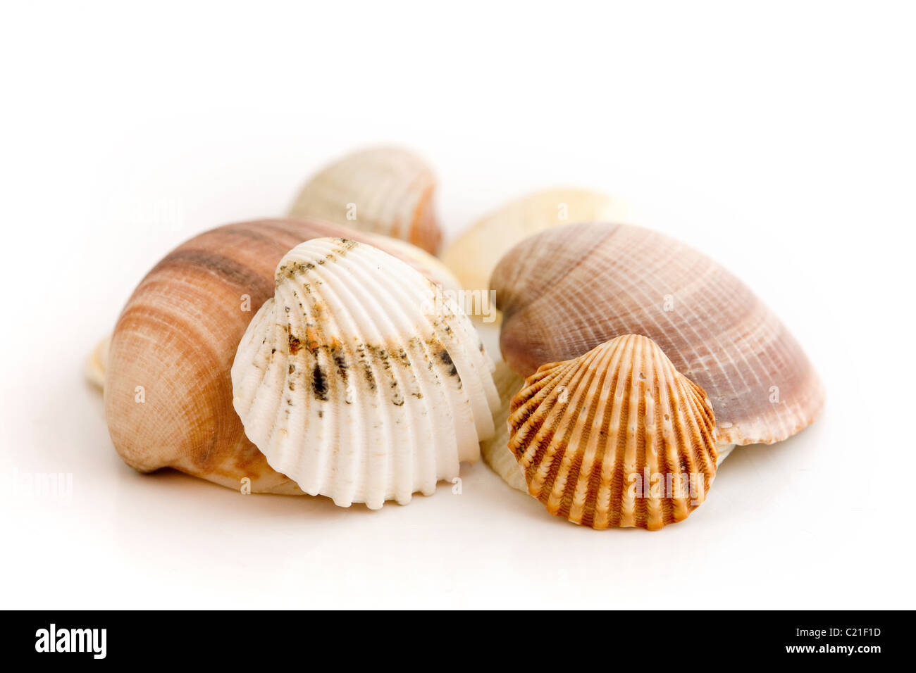 Set of different sea shells Stock Photo - Alamy