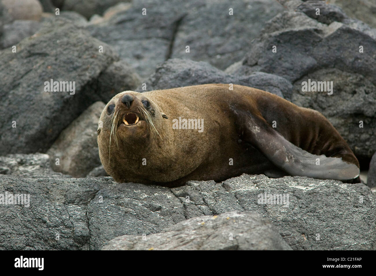 Angry seal hi-res stock photography and images - Alamy