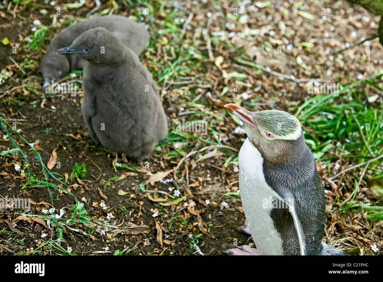 Penguins new zealand hi-res stock photography and images - Alamy
