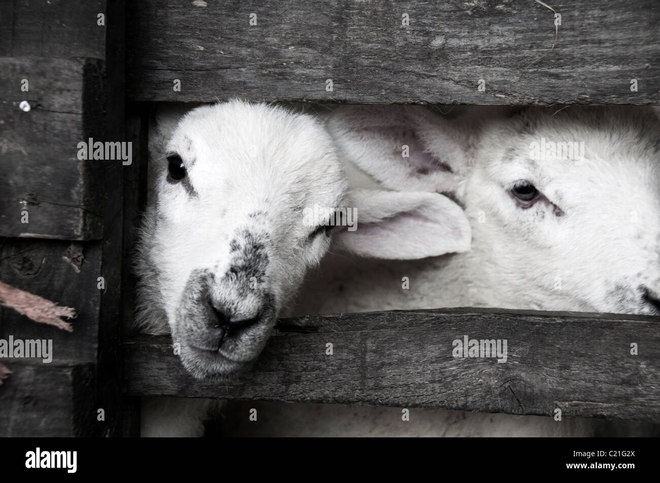 Lambing pen hi-res stock photography and images - Alamy