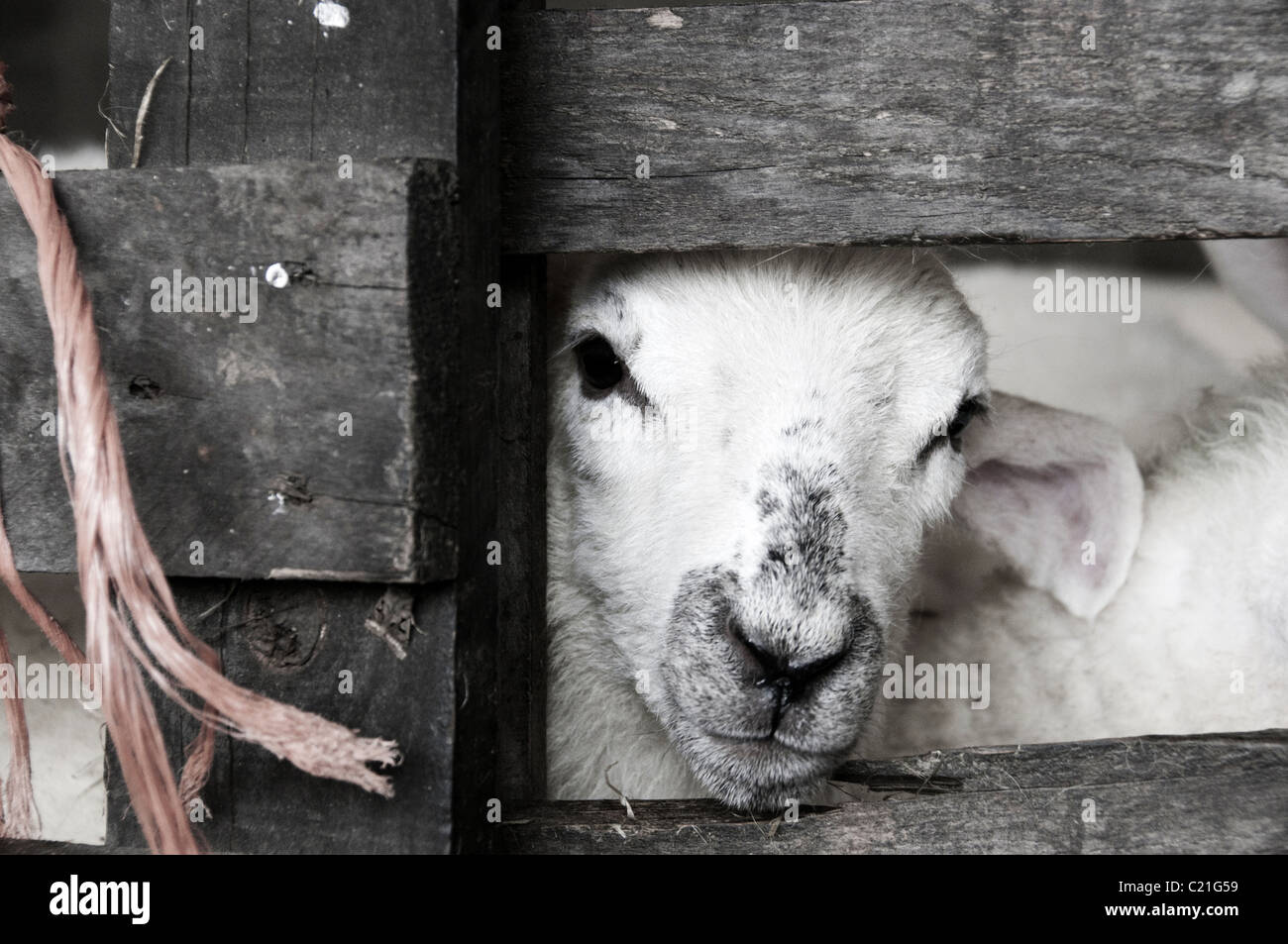 lambs in lambing pen in Nidderdale Stock Photo - Alamy