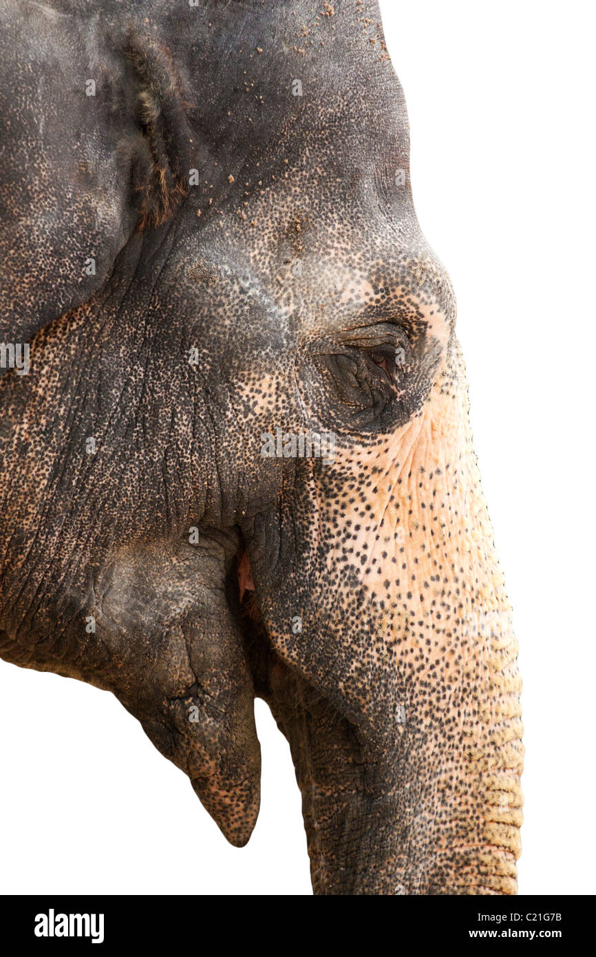 Large profile hi-res stock photography and images - Alamy
