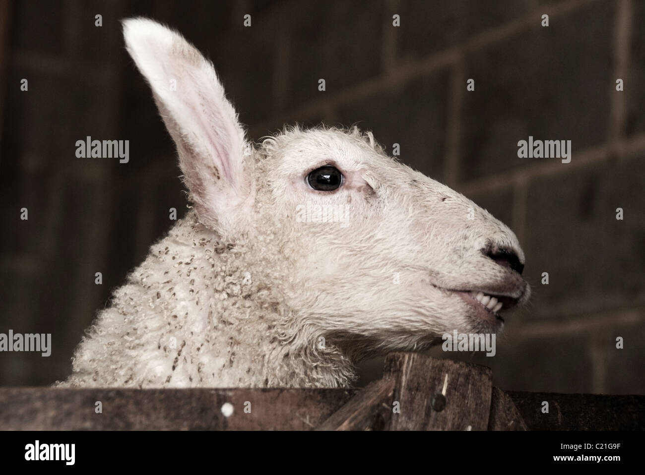 Lambing pen hi-res stock photography and images - Alamy