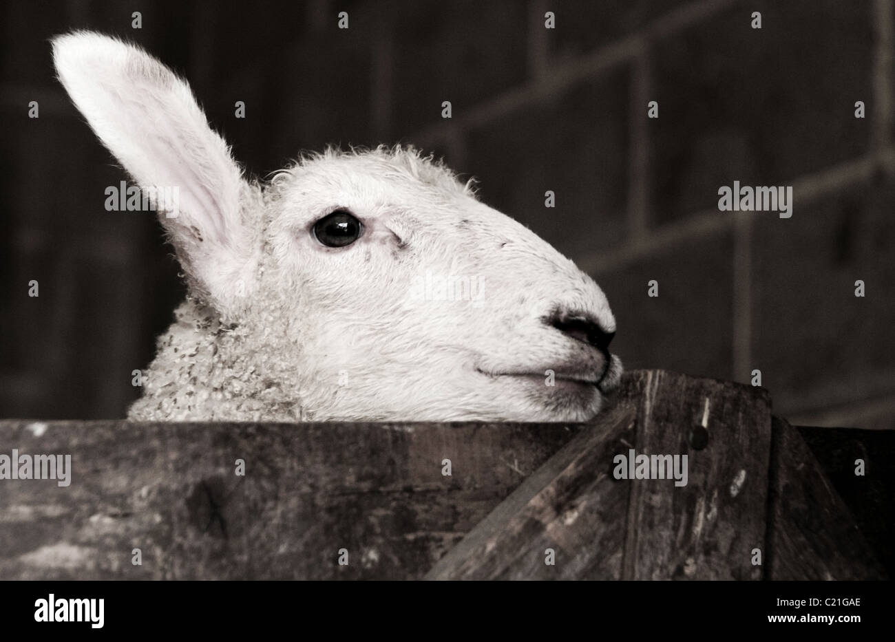 lambs in lambing pen in Nidderdale Stock Photo - Alamy