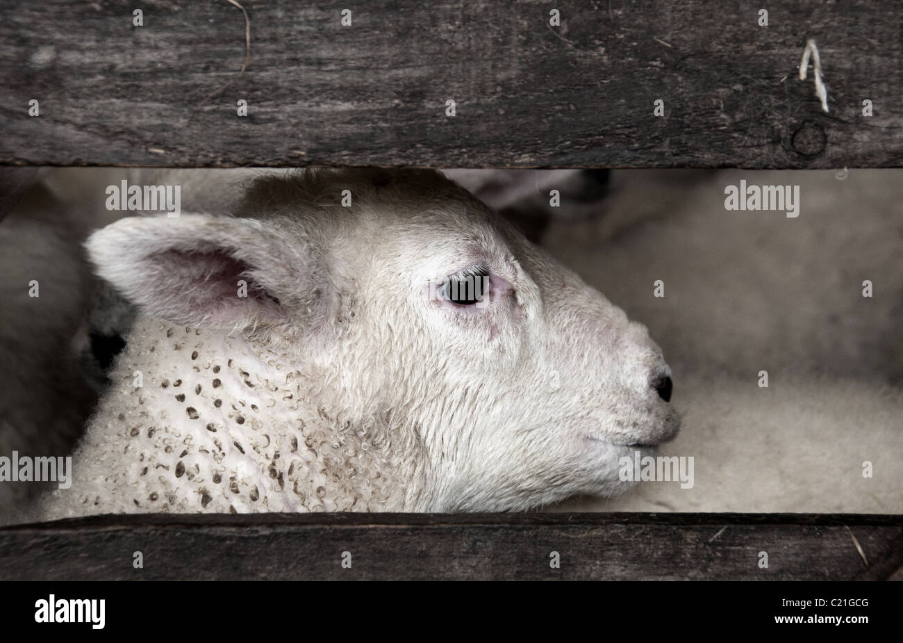 lambs in lambing pen in Nidderdale Stock Photo - Alamy