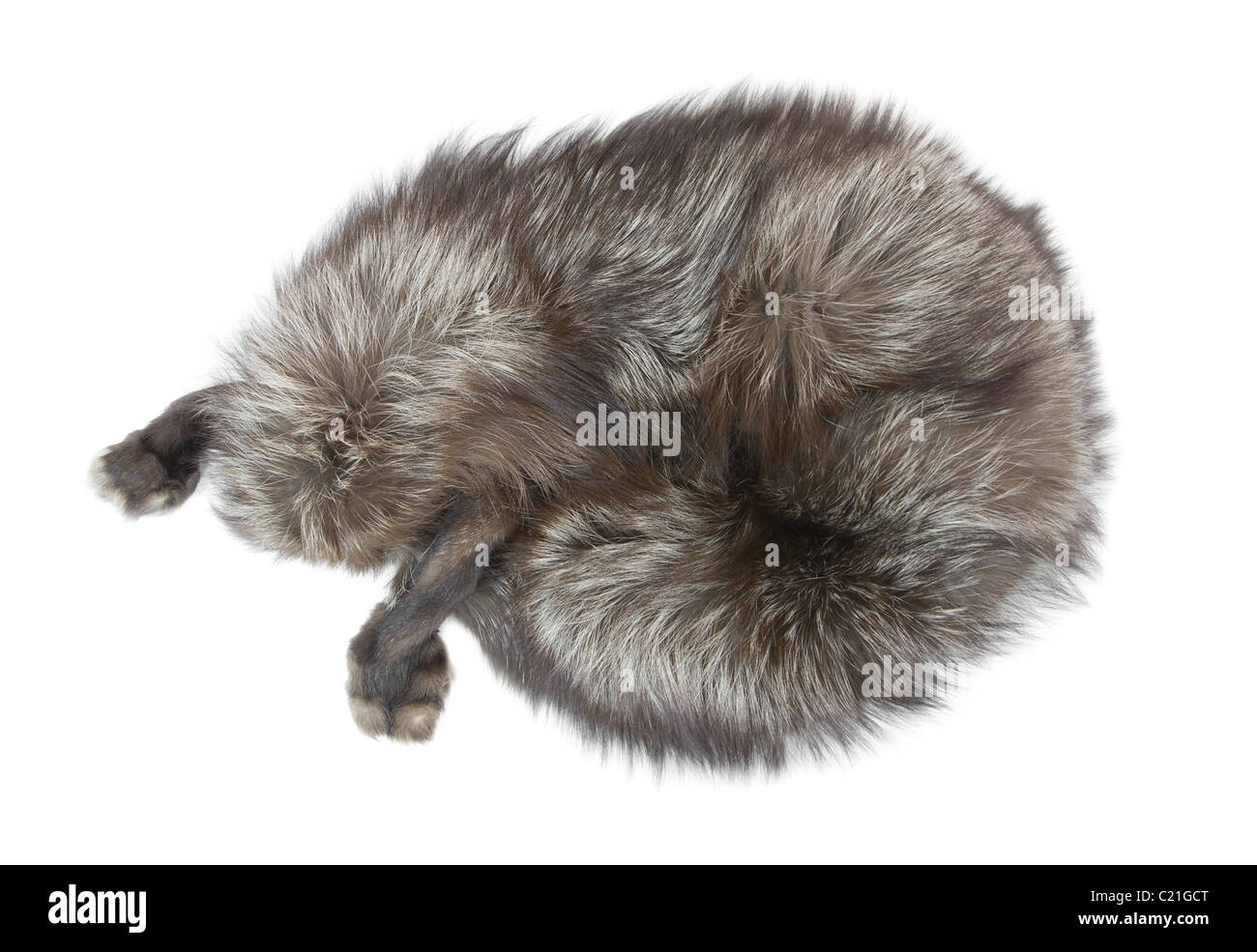 The collar of silver fox pelts with paws Protection of wildlife Stock ...