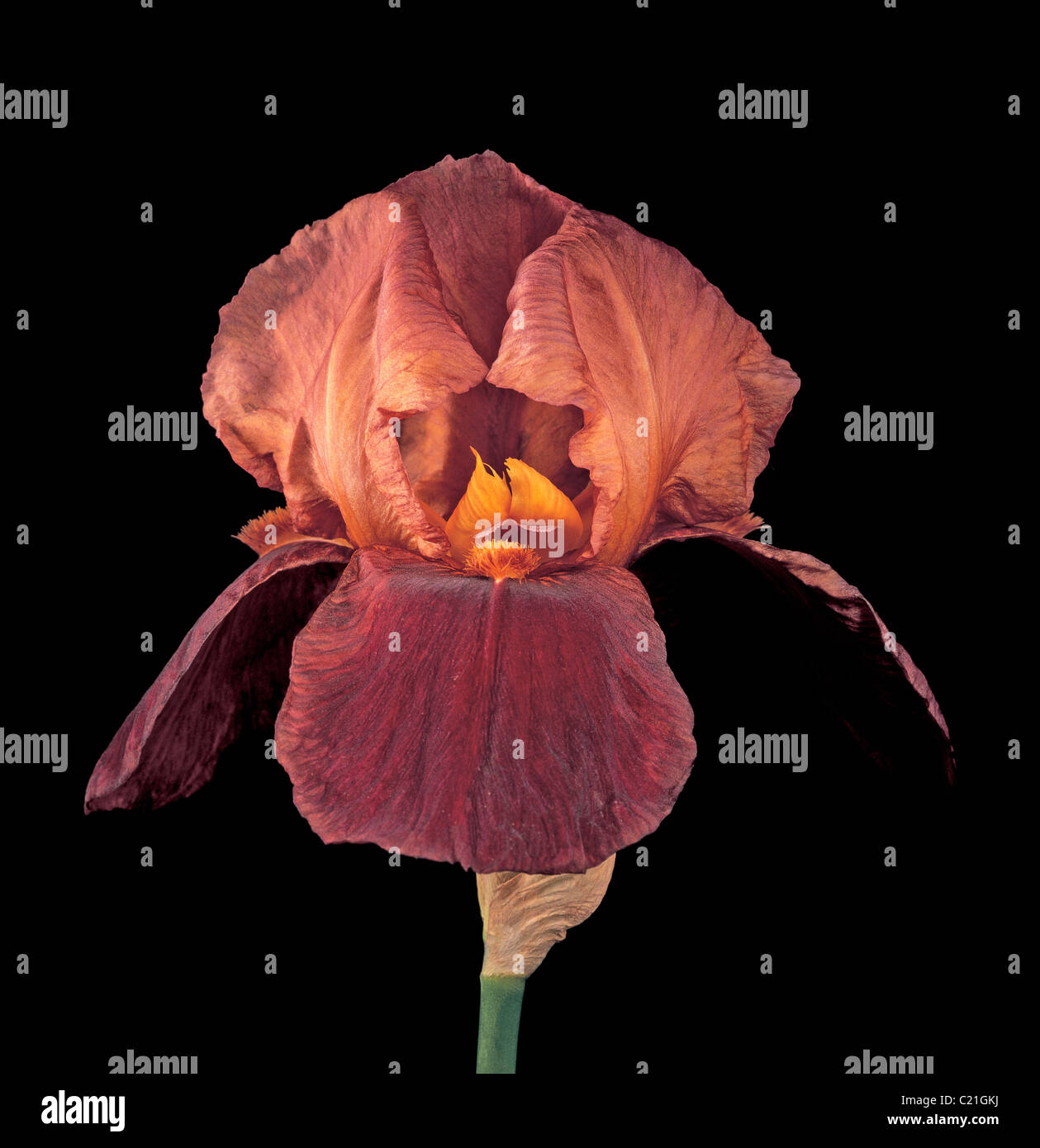 Iris flower portrait hi-res stock photography and images - Alamy