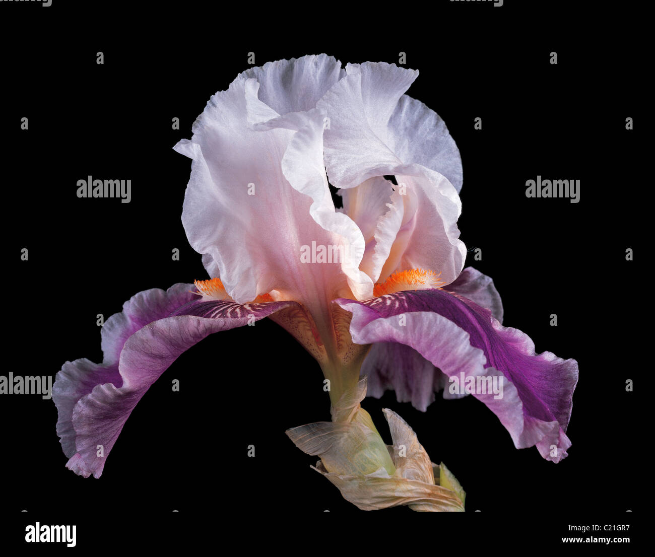 A close up studio portrait of Bearded Iris Stock Photo - Alamy
