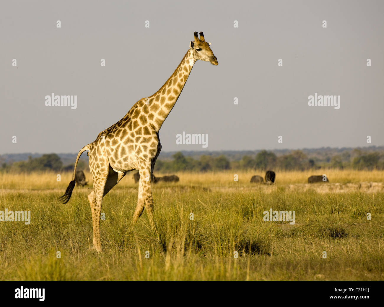 Elephant and giraffes hi-res stock photography and images - Alamy