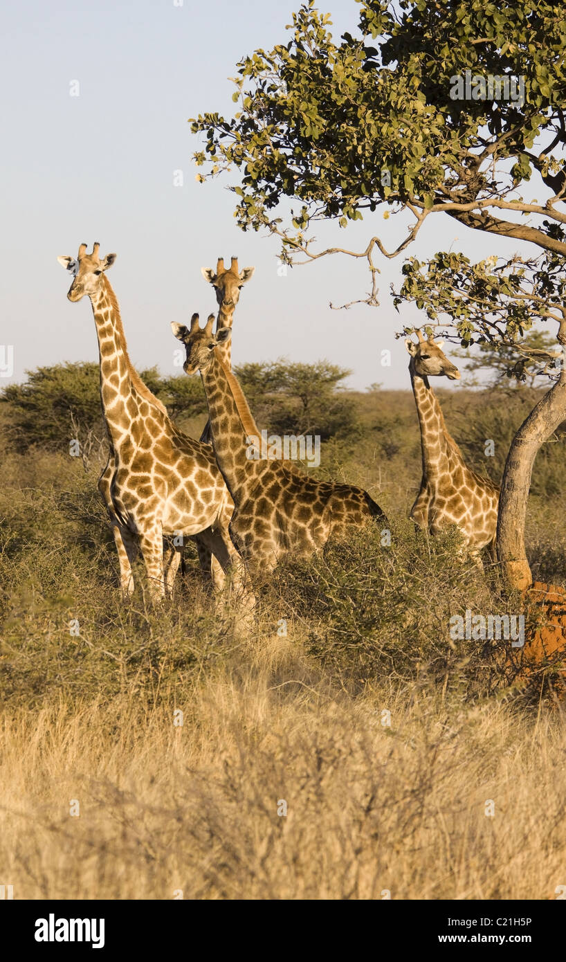 Animal animals tier tiere africa african afr hi-res stock photography ...