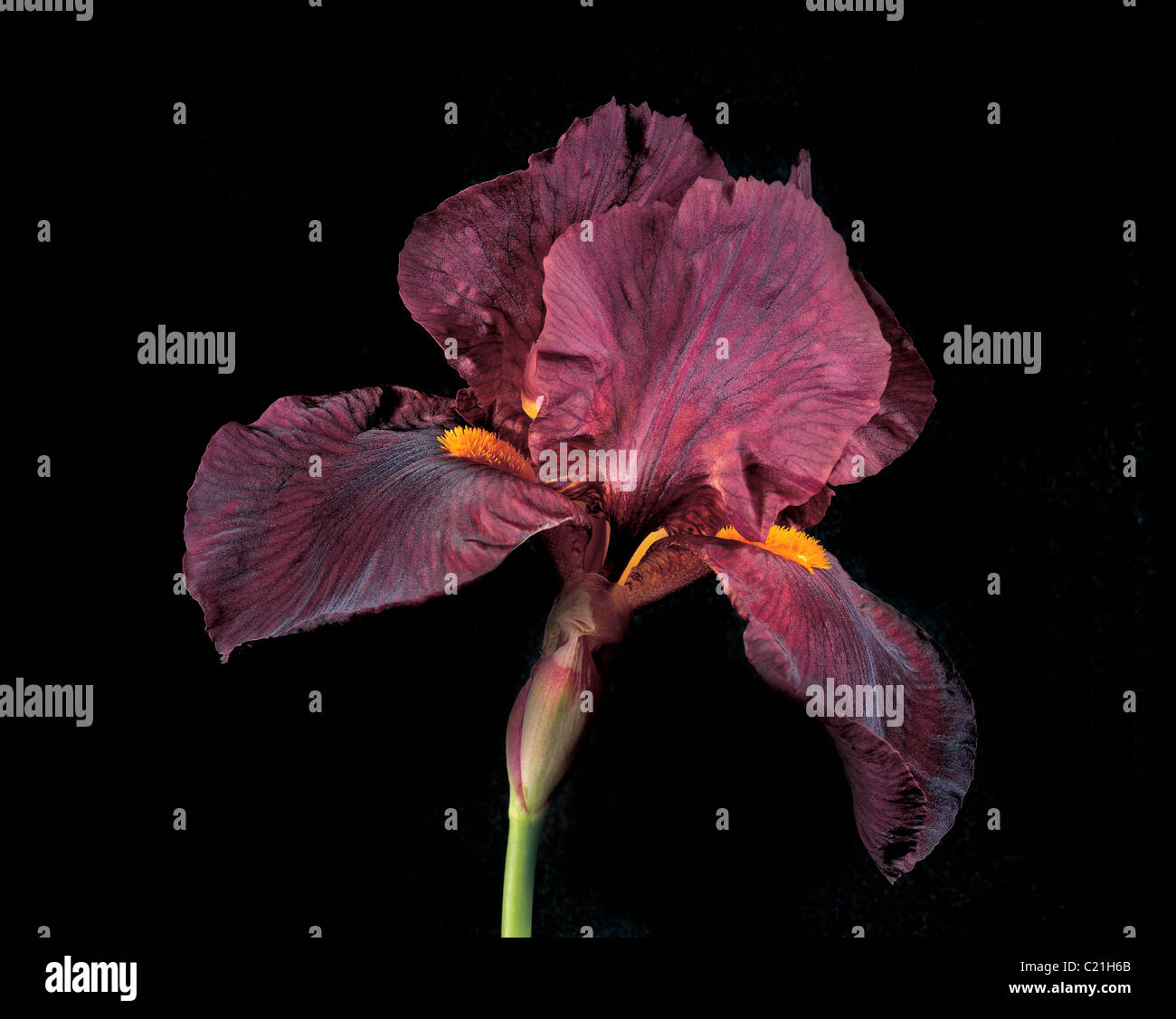 A close up studio portrait of Bearded Iris Stock Photo - Alamy