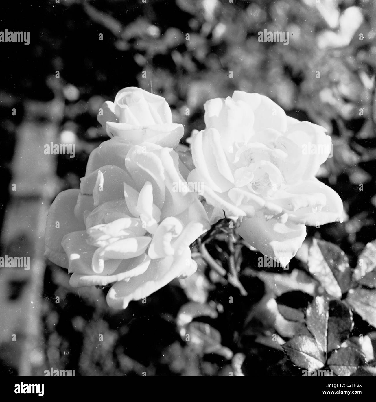 1950s garden flowers hi-res stock photography and images - Alamy