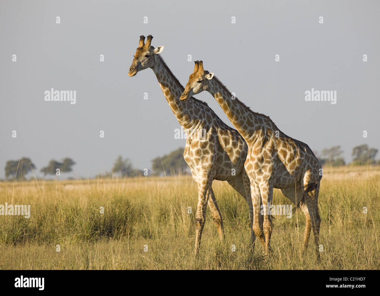 Elephant animals elephants giraffe giraffes hi-res stock photography ...