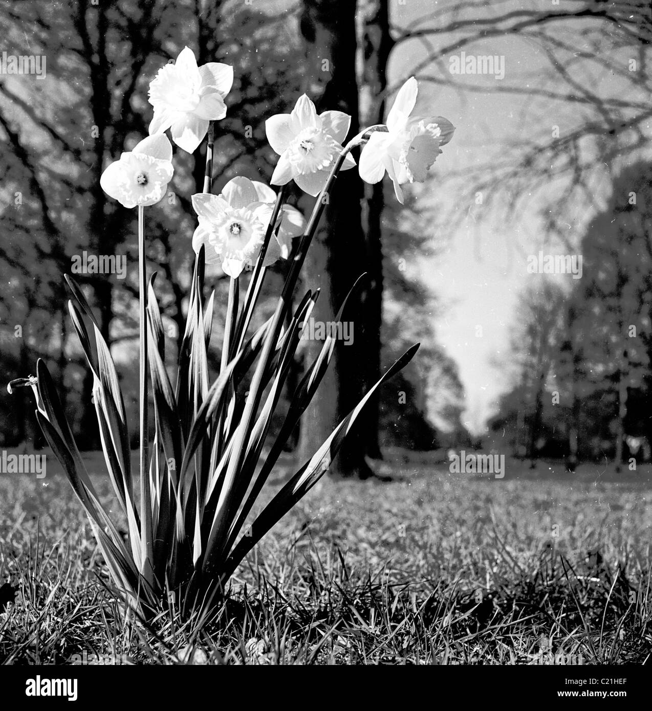 1950s, England. Daffodils in full bloom Stock Photo - Alamy