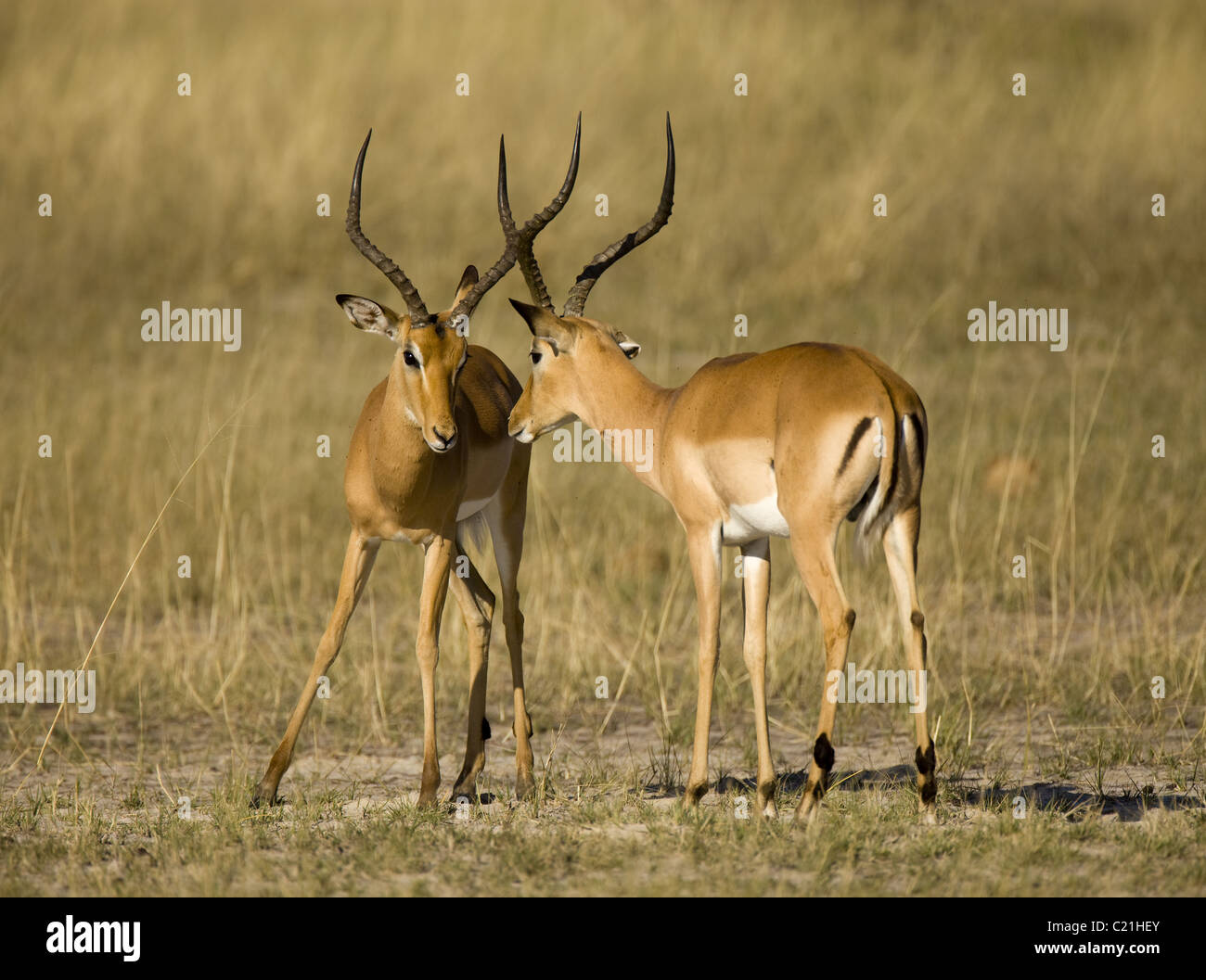 Wildtierparadies hi-res stock photography and images - Alamy