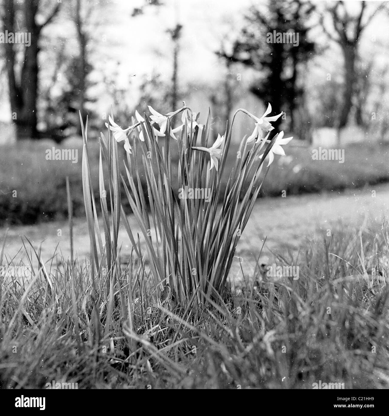 1950s, England. Daffodils in full bloom Stock Photo - Alamy
