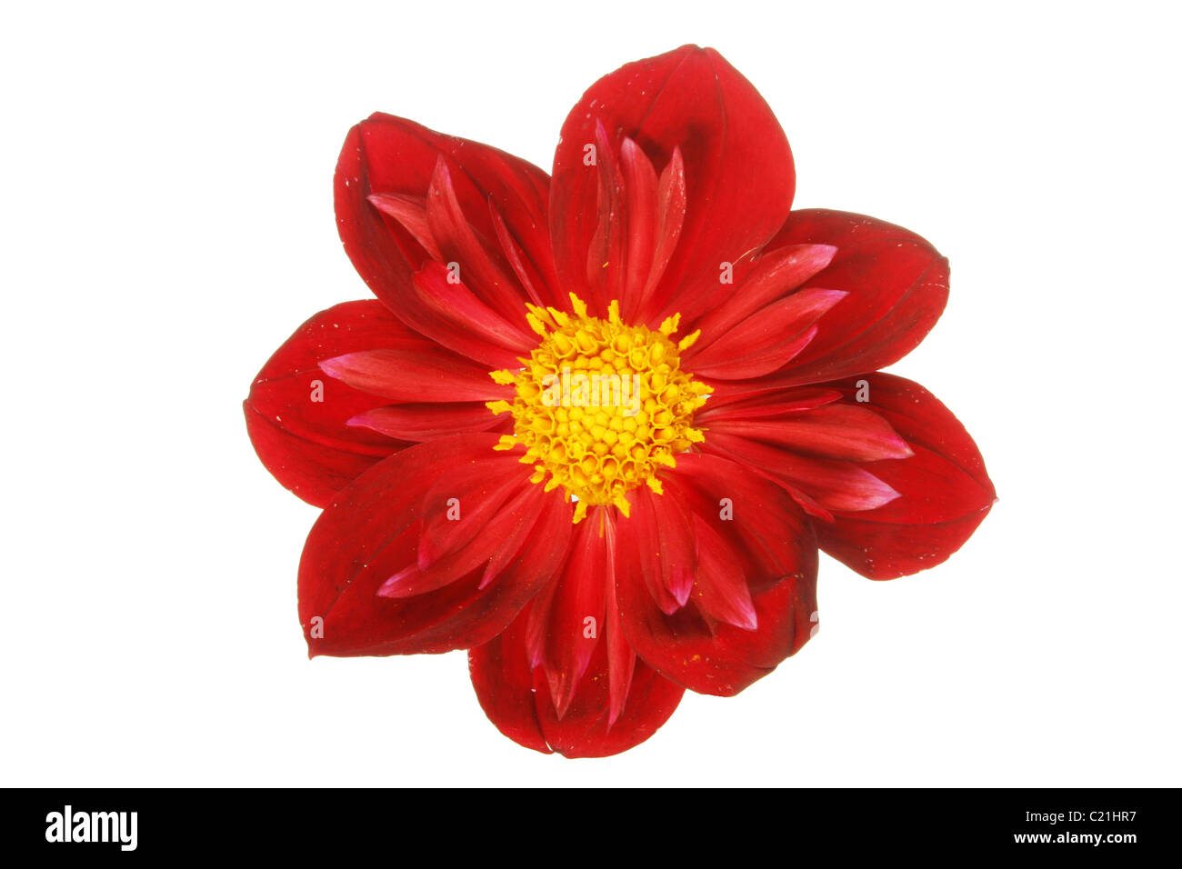 Dahlia deep red flower hi-res stock photography and images - Alamy