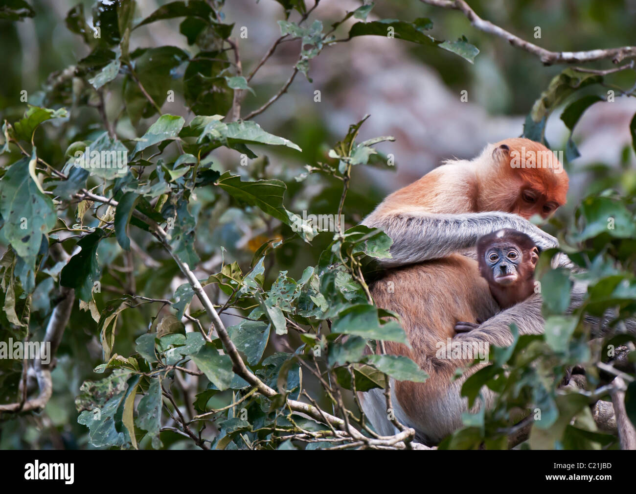 Proboscis baby hi-res stock photography and images - Alamy