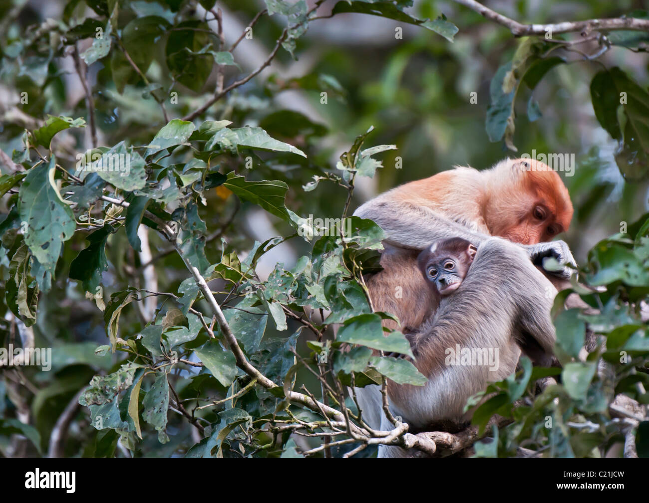 Proboscis baby hi-res stock photography and images - Alamy
