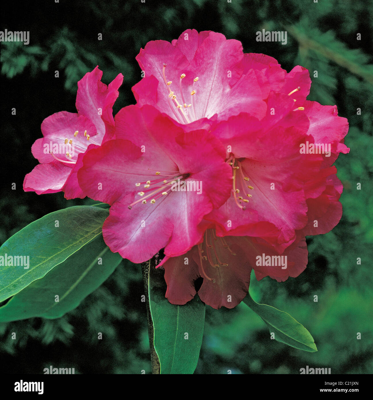 A close up portrait of Rhododendron flowers Stock Photo - Alamy